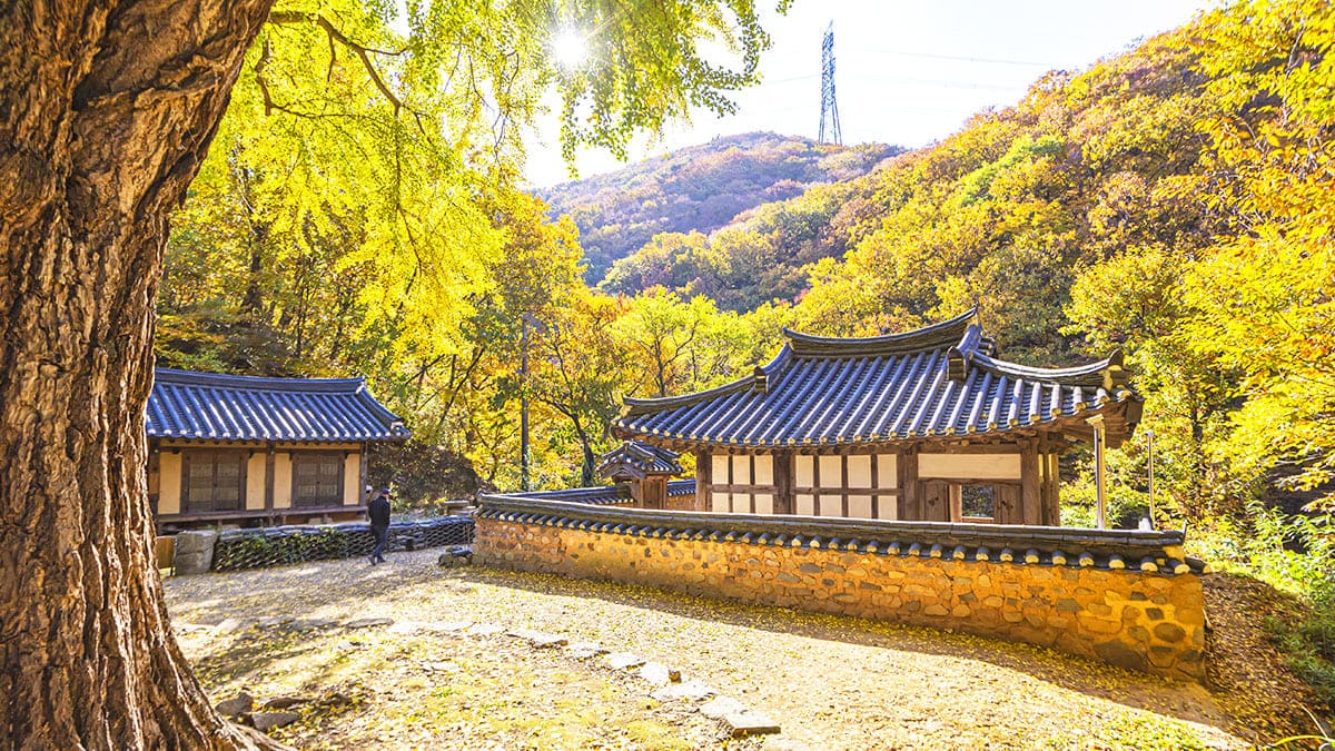 "입장료 무료라는 게 진짜야?"… 수령 300년 은행나무·단풍이 물드는 가을 명소