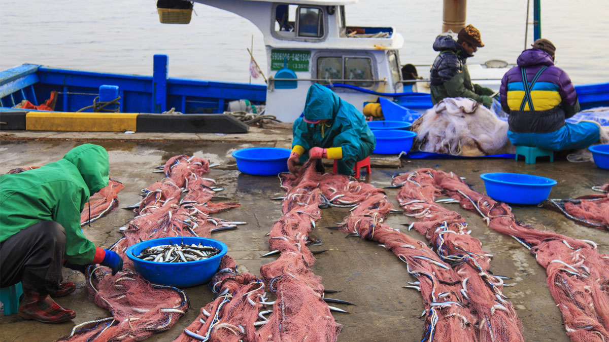 "전주 대비 어획량 98% 급증"... 동해안서 251톤 떼로 잡혀 산더미 이룬 '겨울 별미'