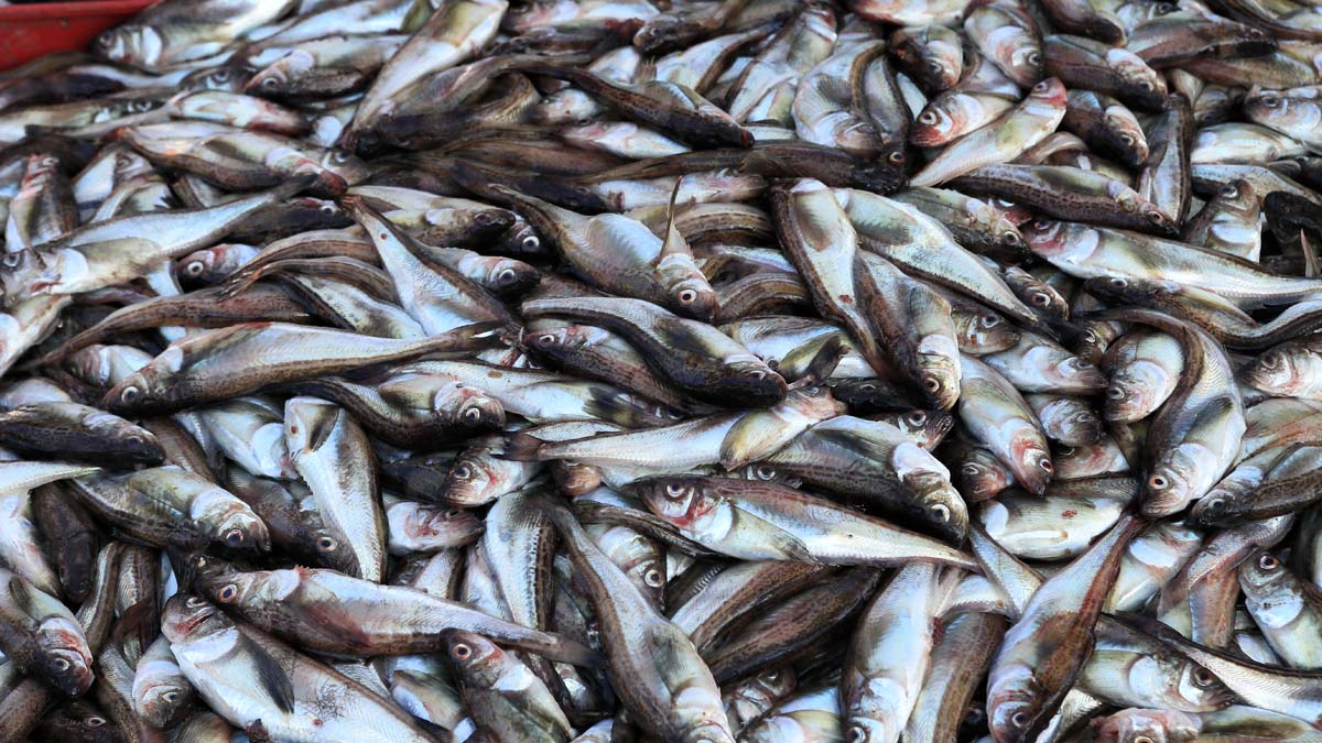 "동해 연안에 251톤 와르르 풀렸다"... 속초서만 147톤 쏟아졌다는 알 꽉 찬 '겨울 별미 수산물'