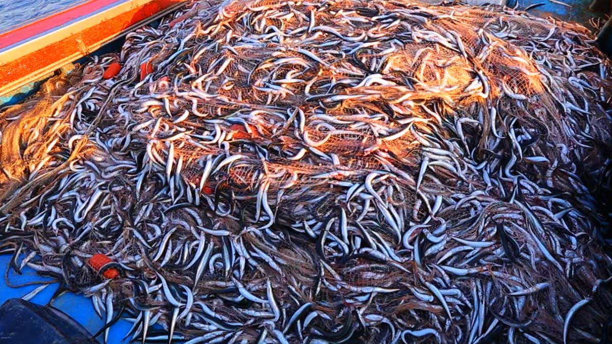 "동해 연안에 251톤 와르르 풀렸다"... 속초서만 147톤 쏟아졌다는 알 꽉 찬 '겨울 별미 수산물'