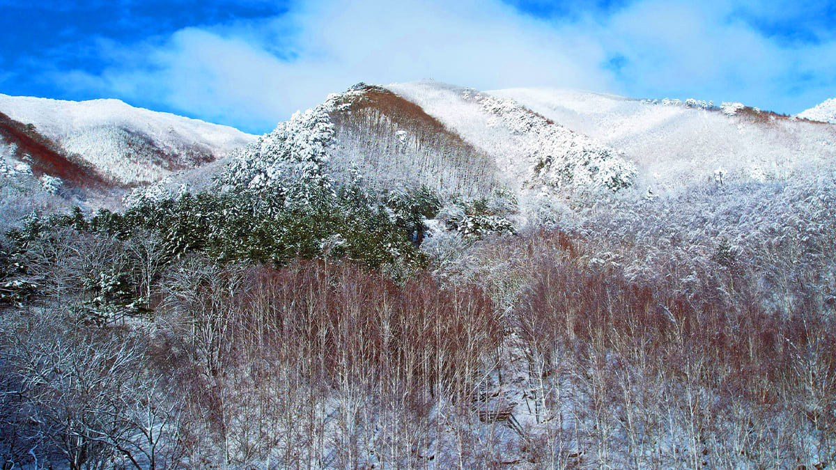 "75억 원 들여 조성된다고?"... 입장료·주차비 무료인 국내 최대 자작나무 군락지